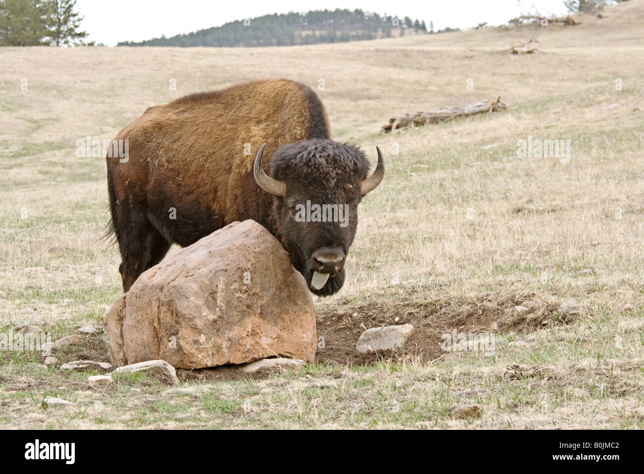 Buffalo Bison bison bull with shaggy forelock sticking his tongue out ...