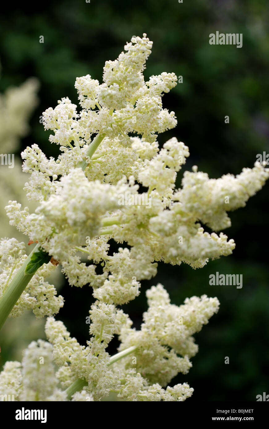 Rhubarb flowers hi-res stock photography and images - Alamy