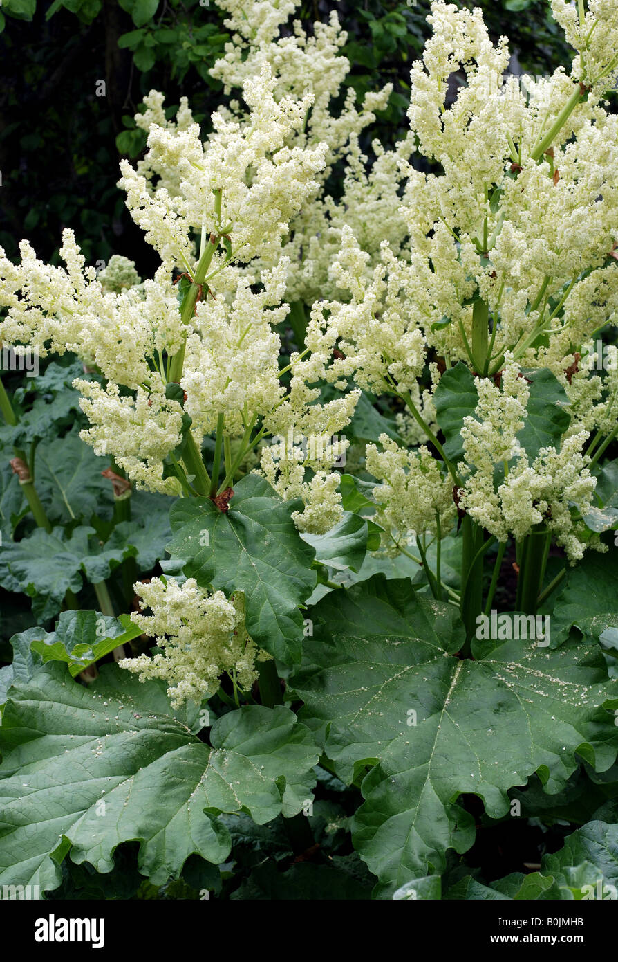 Rhubarb flowers hi-res stock photography and images - Alamy