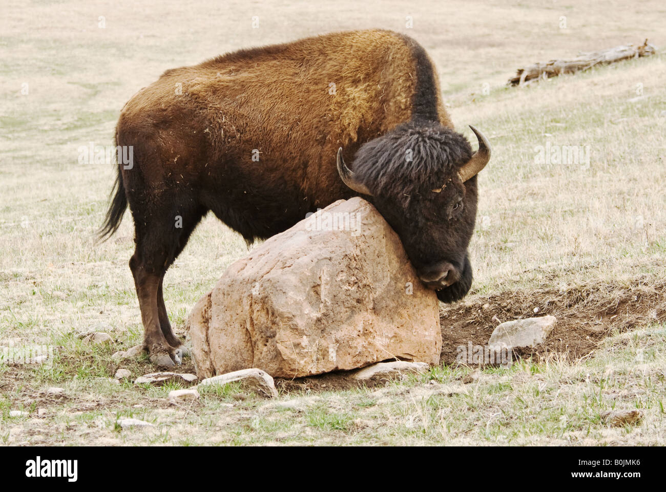 Buffalo bull with shaggy forelock itching the side of his face on a ...