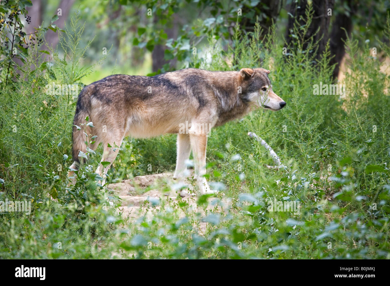 Wolf in ZooMontana Billings Montana USA Stock Photo - Alamy