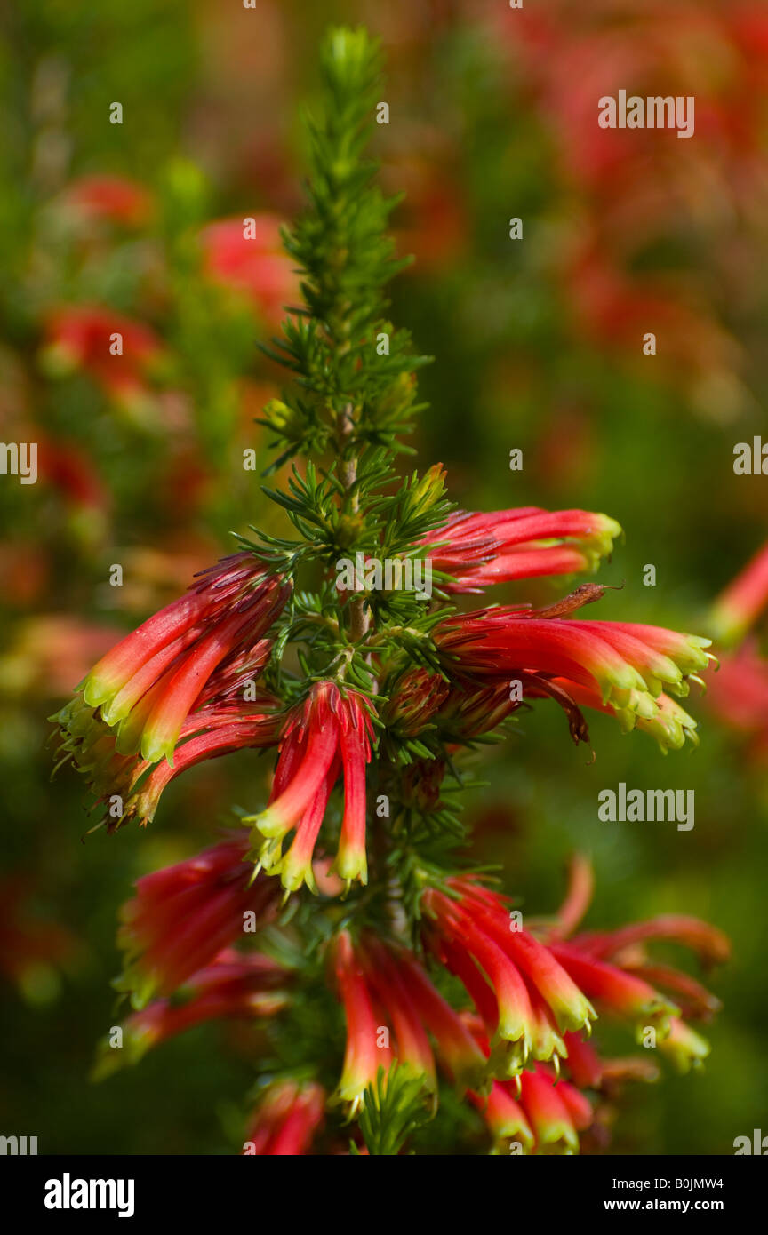 Conifer flower hi-res stock photography and images - Alamy