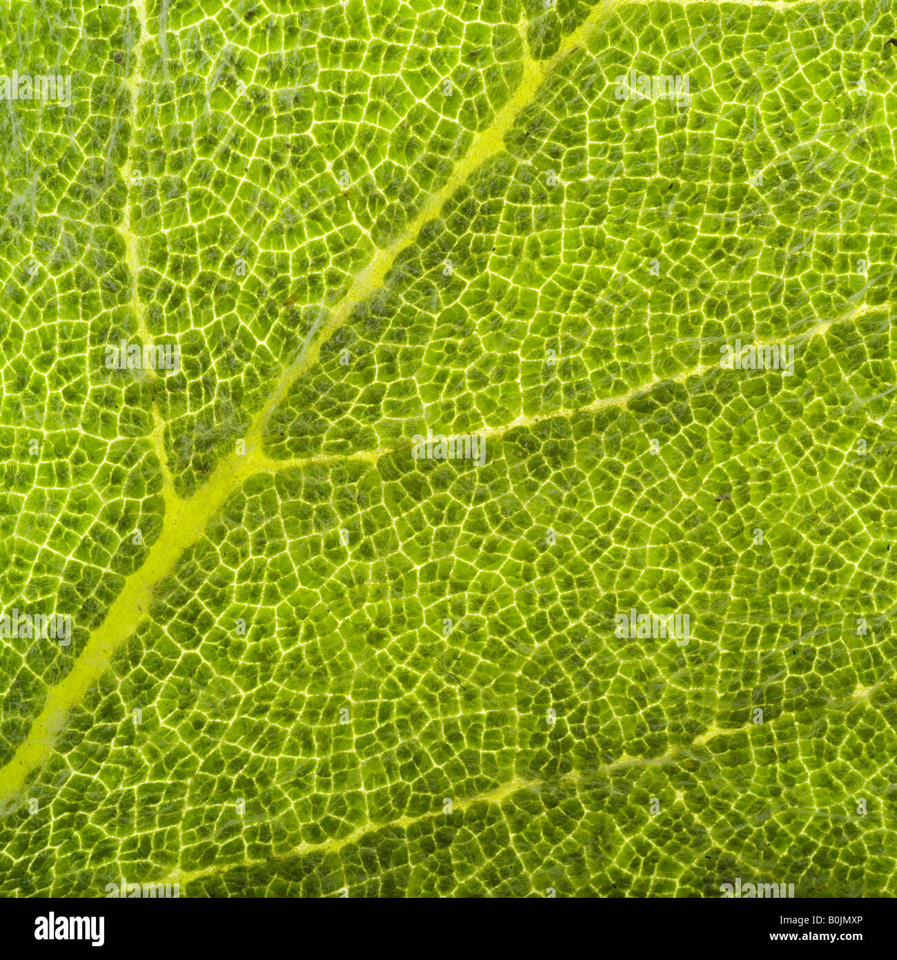 studio macro shot of leaf structure Stock Photo - Alamy