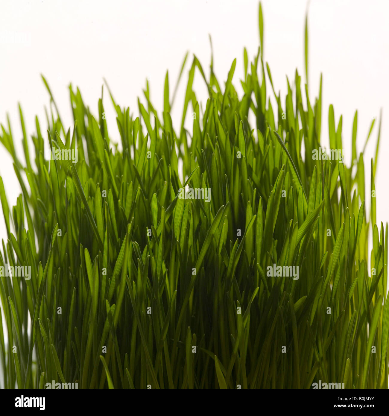 close up view of green grass Stock Photo - Alamy