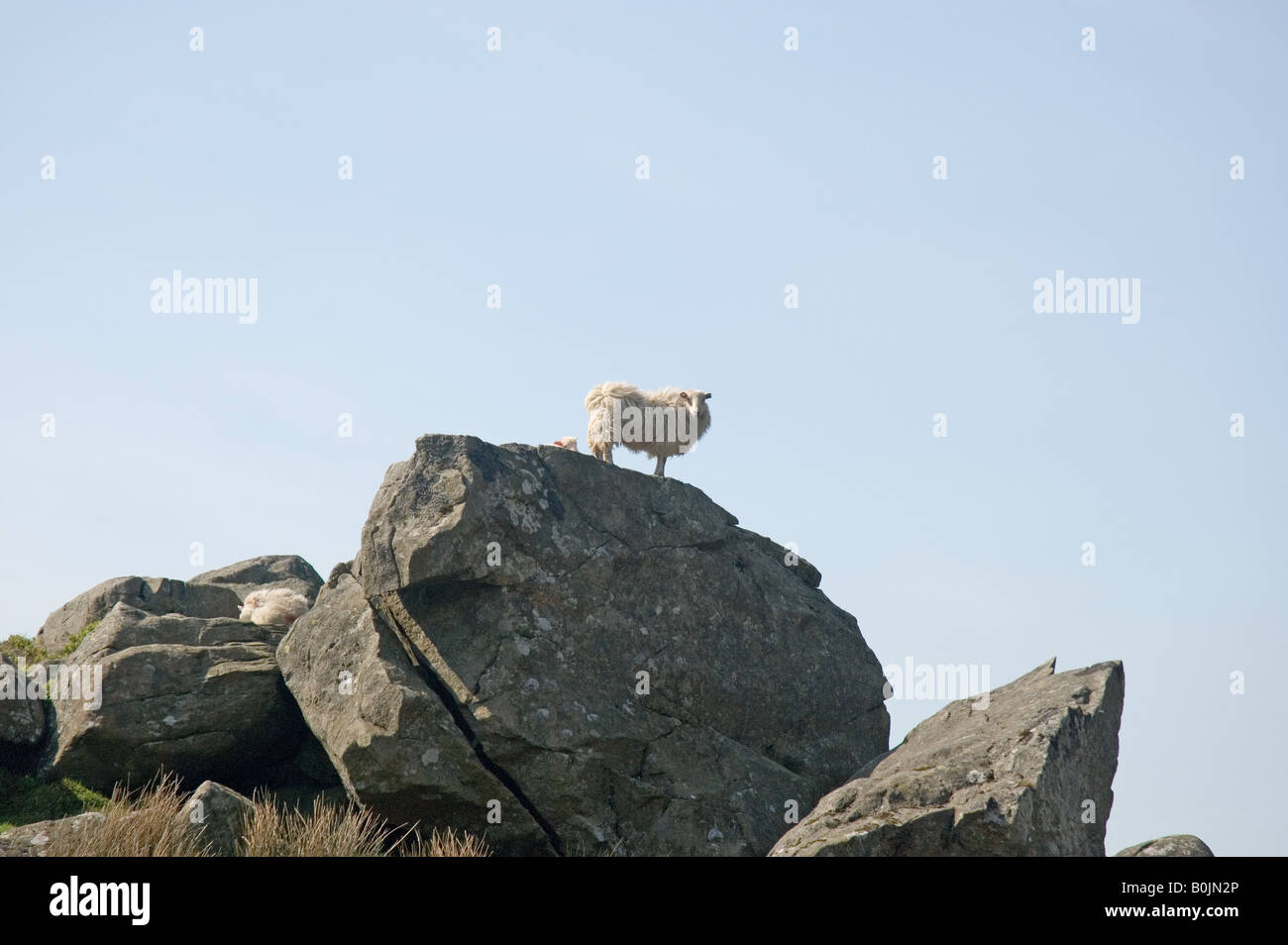 Lambs standing on a rock hi-res stock photography and images - Alamy