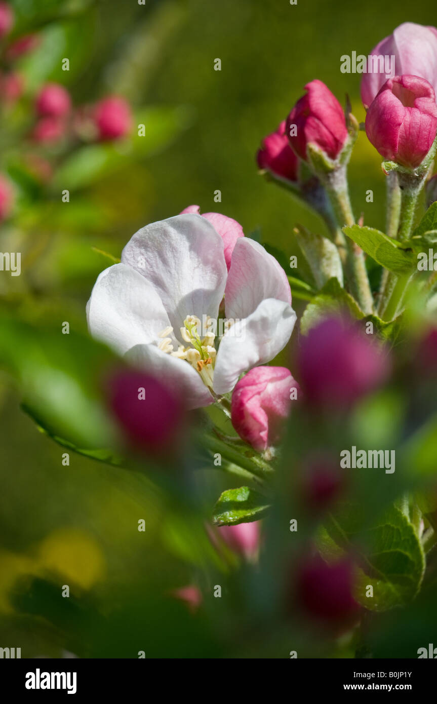 Apple Blossom in spring sunshine Stock Photo - Alamy