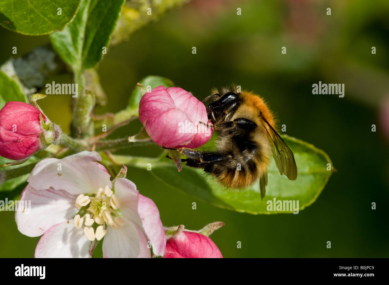 Apple Blossom Bee Stock Photos & Apple Blossom Bee Stock Images - Alamy