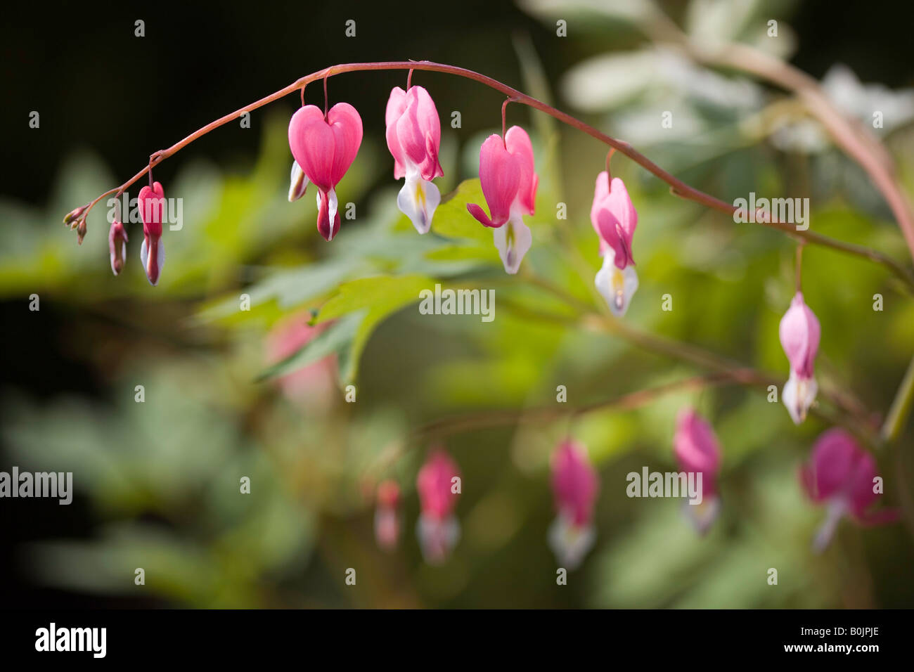 "Bleeding Hearts" Dicentra Spectabilis Stock Photo - Alamy