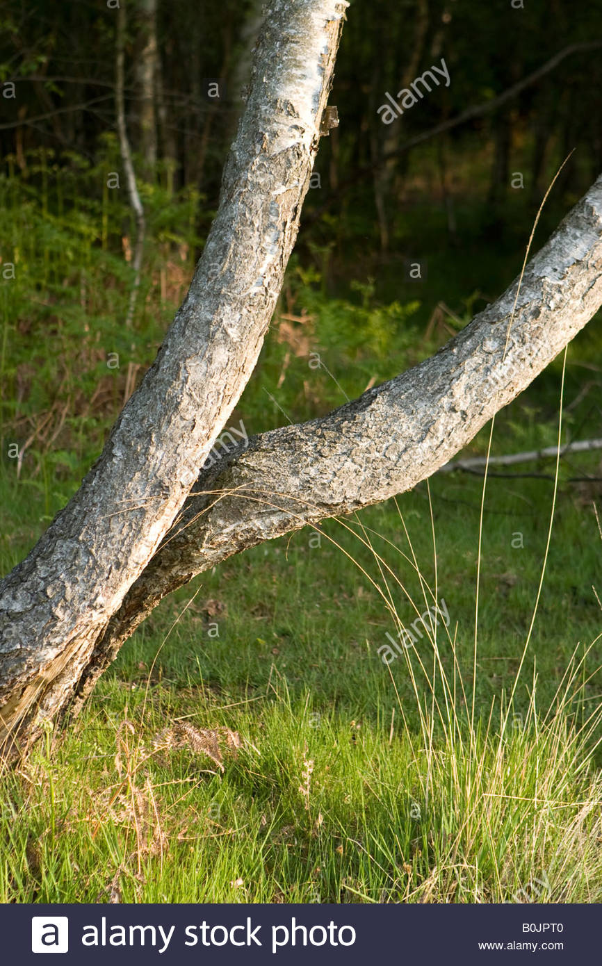 Silver Trunks High Resolution Stock Photography and Images - Alamy