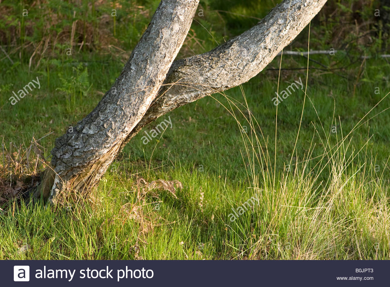Silver Birch Woodland Uk High Resolution Stock Photography and Images ...