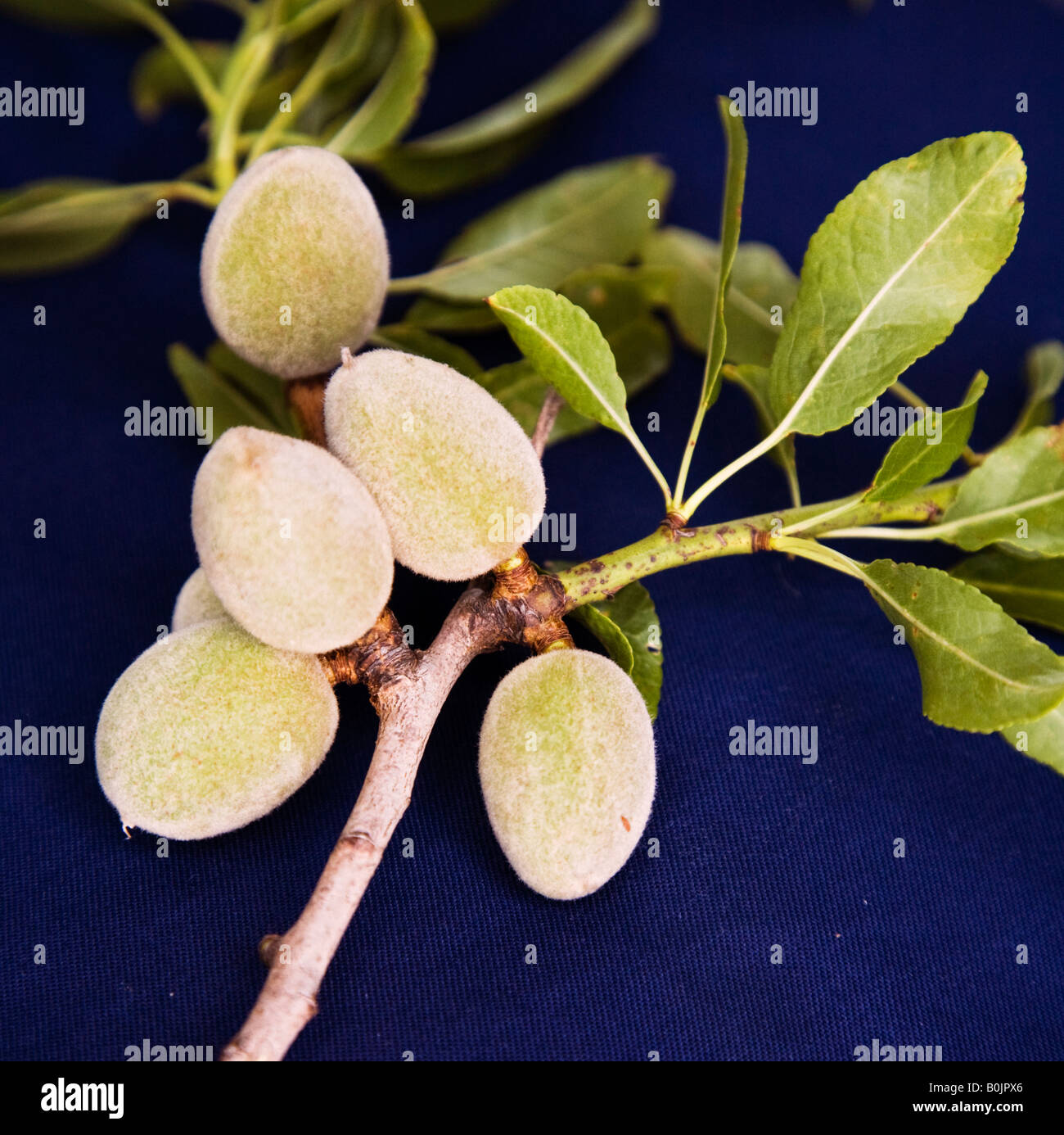 Almonds growing hi-res stock photography and images - Alamy