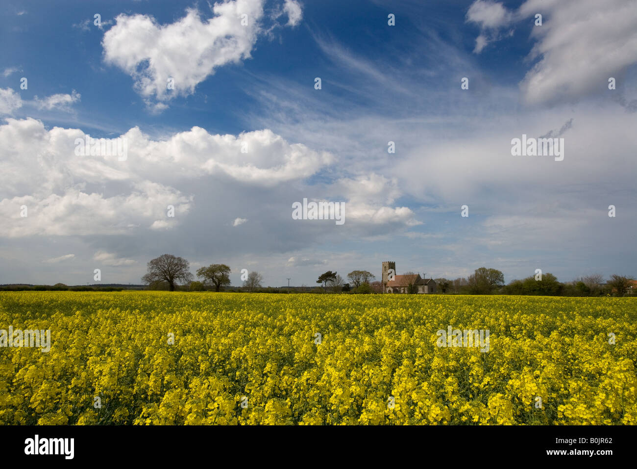 East Beckham Church and Oilseed Rape Field in flower Norfolk April ...