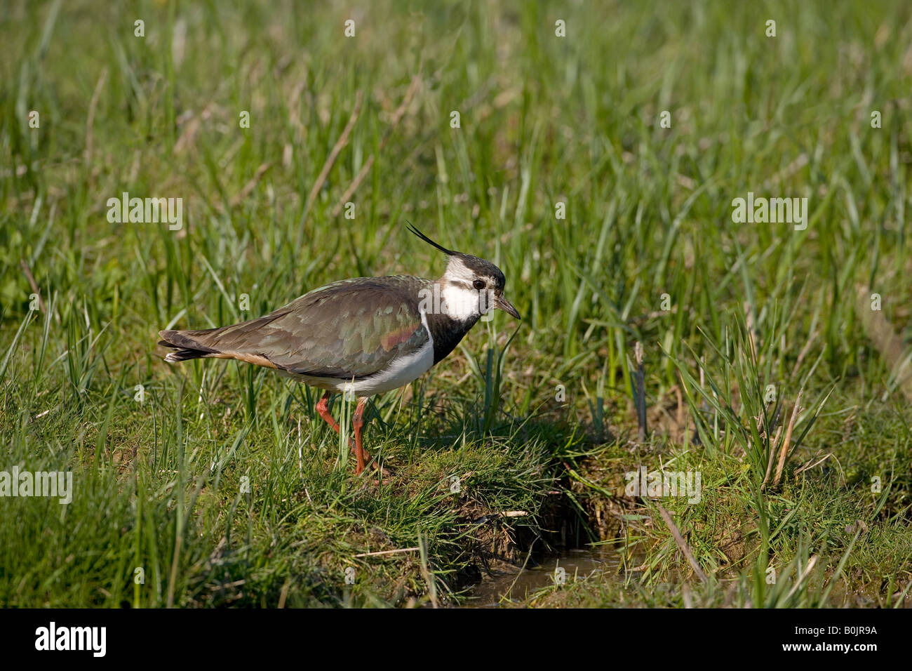Crested lapwing hi-res stock photography and images - Alamy