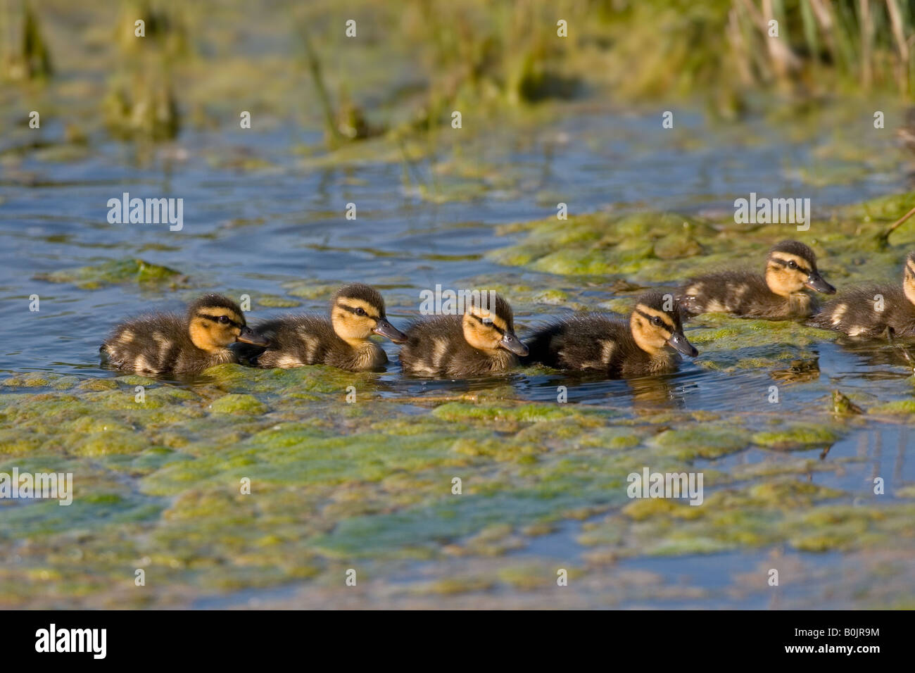Growing mallard duckling hi-res stock photography and images - Alamy