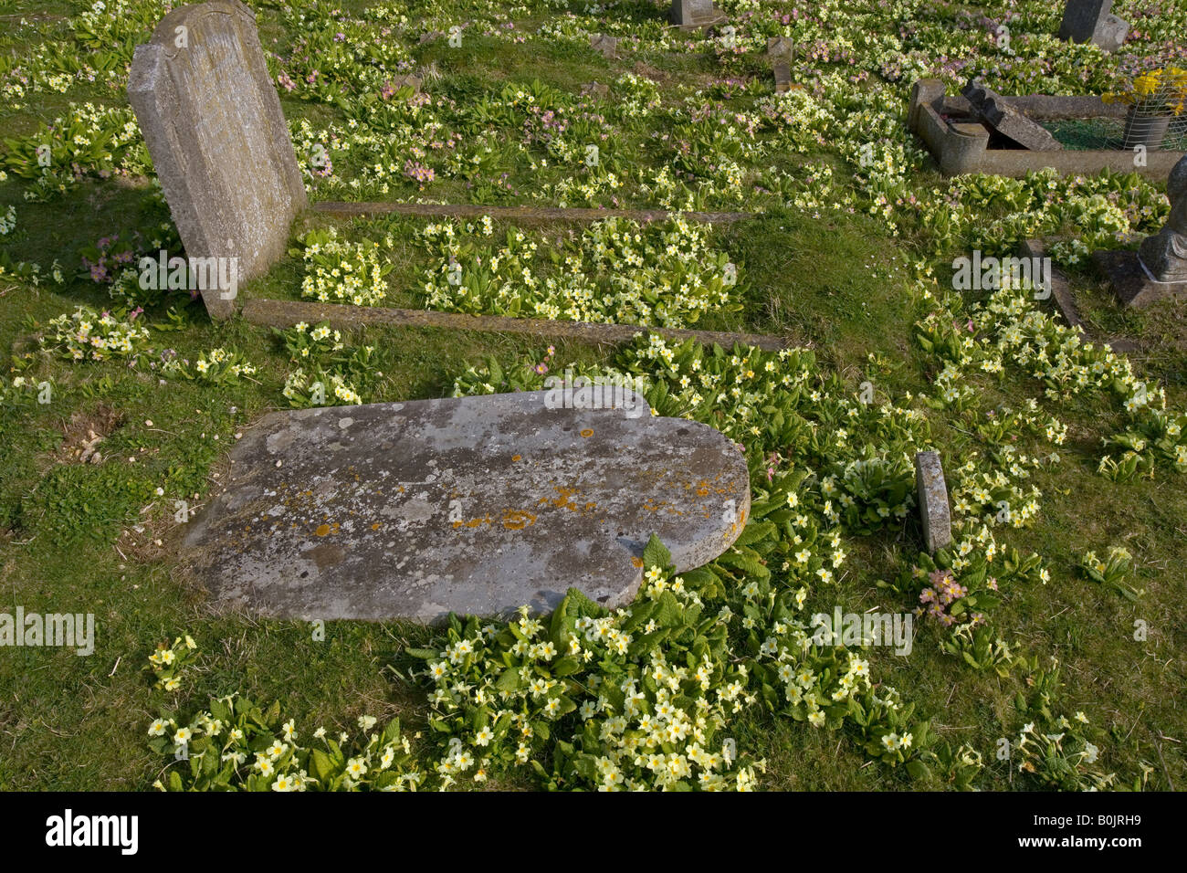Primroses in Graveyard Norfolk UK April Stock Photo - Alamy
