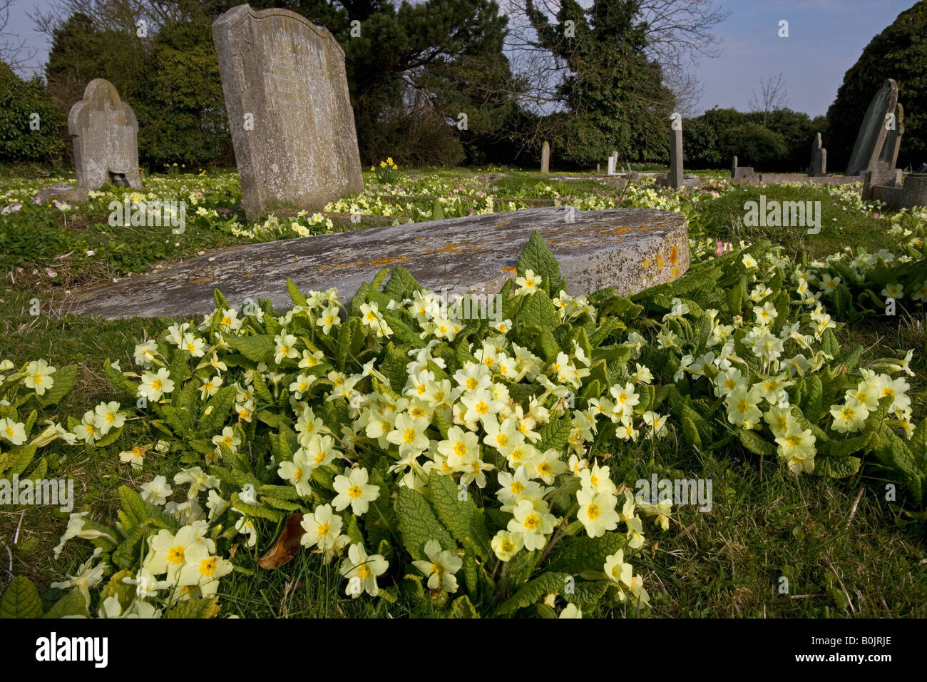 Primroses in Graveyard Norfolk UK April Stock Photo - Alamy