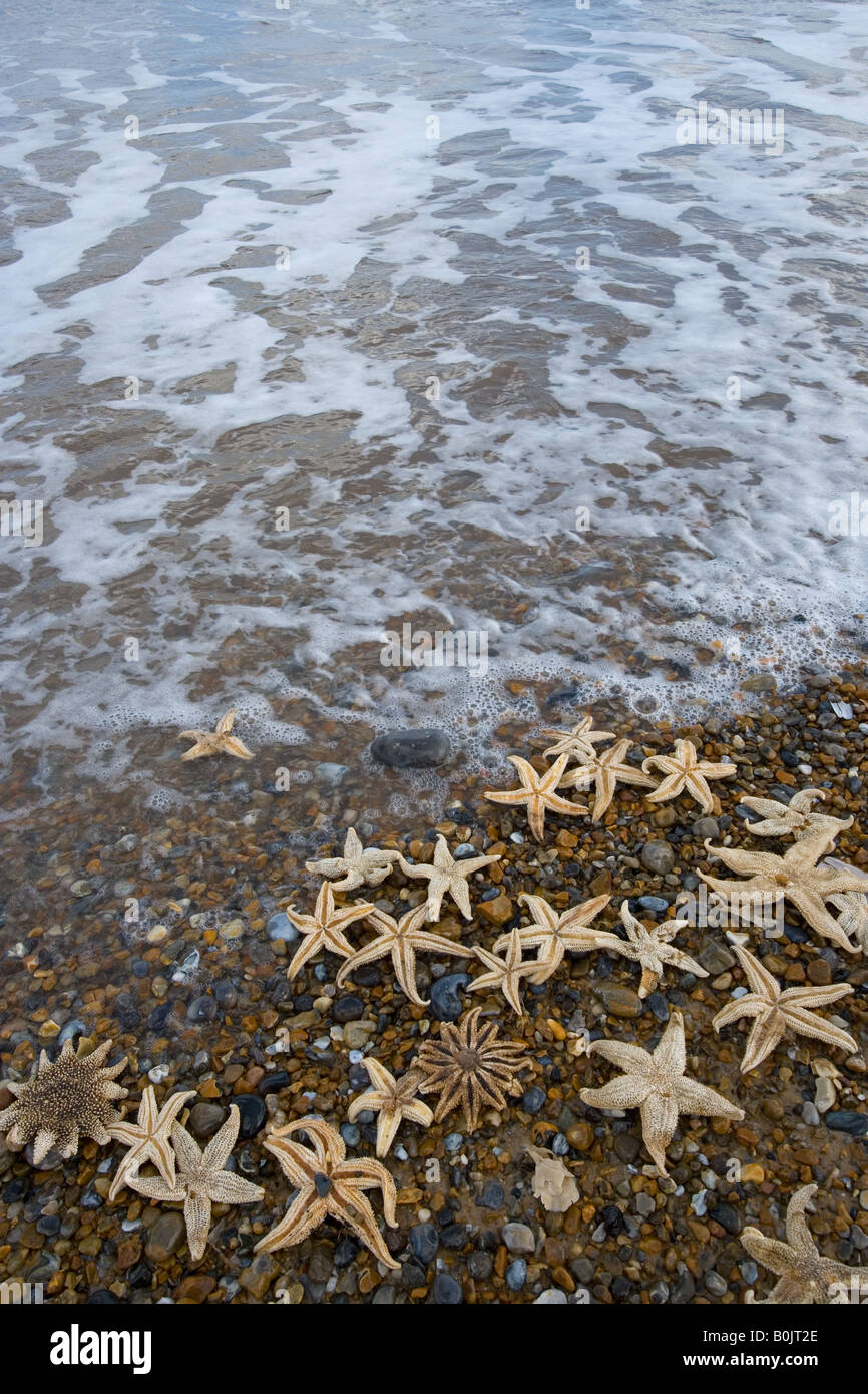 Starfish washed up on Cley Beach Norfolk April Stock Photo - Alamy