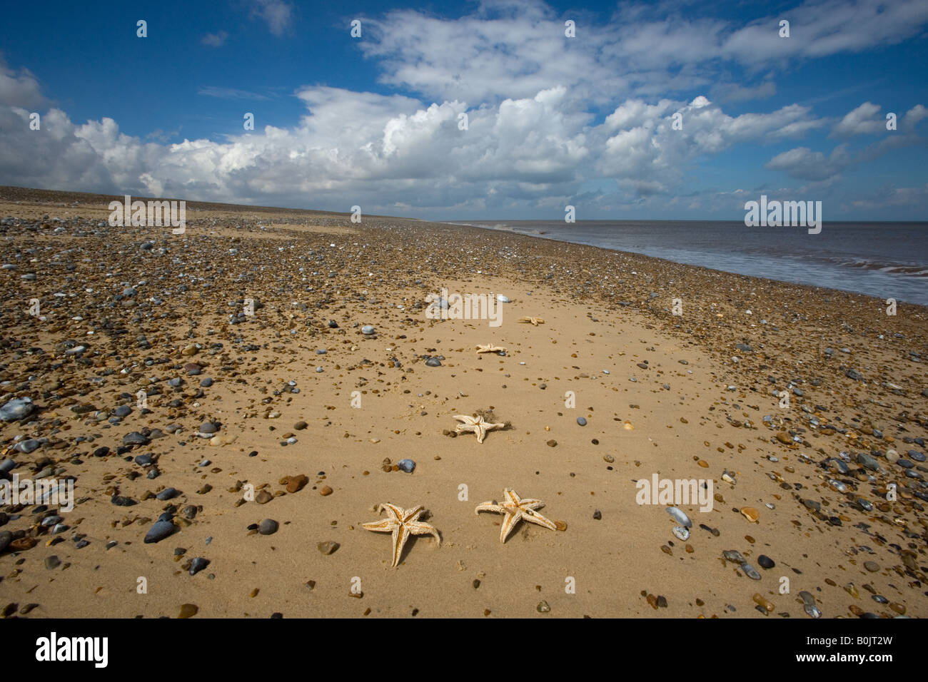 StarFish on Cley Beach Norfolk April Stock Photo - Alamy