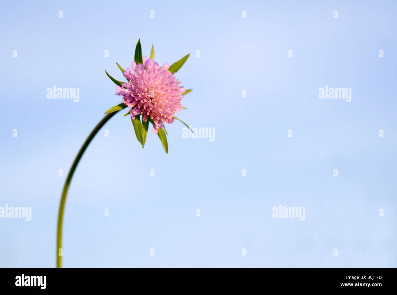 Single wild flower against the blue sky Stock Photo - Alamy