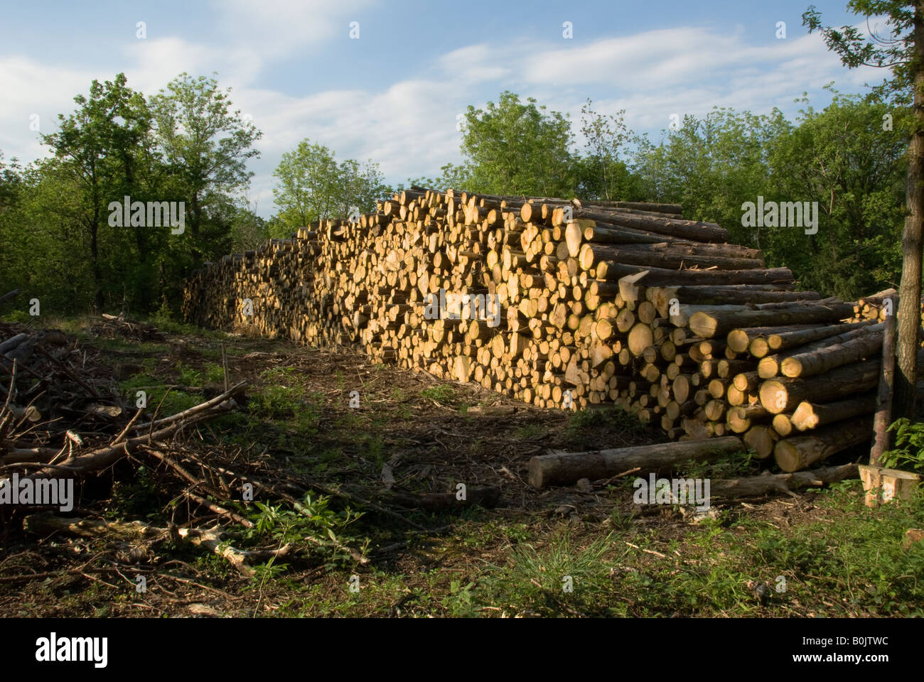 Managed forest hi-res stock photography and images - Alamy