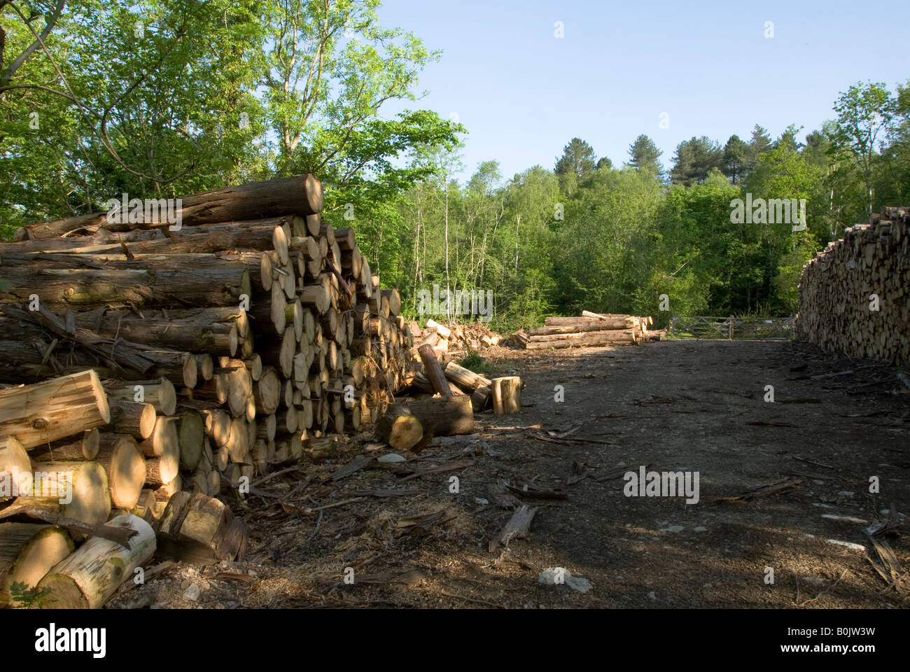 Forest managed hi-res stock photography and images - Alamy