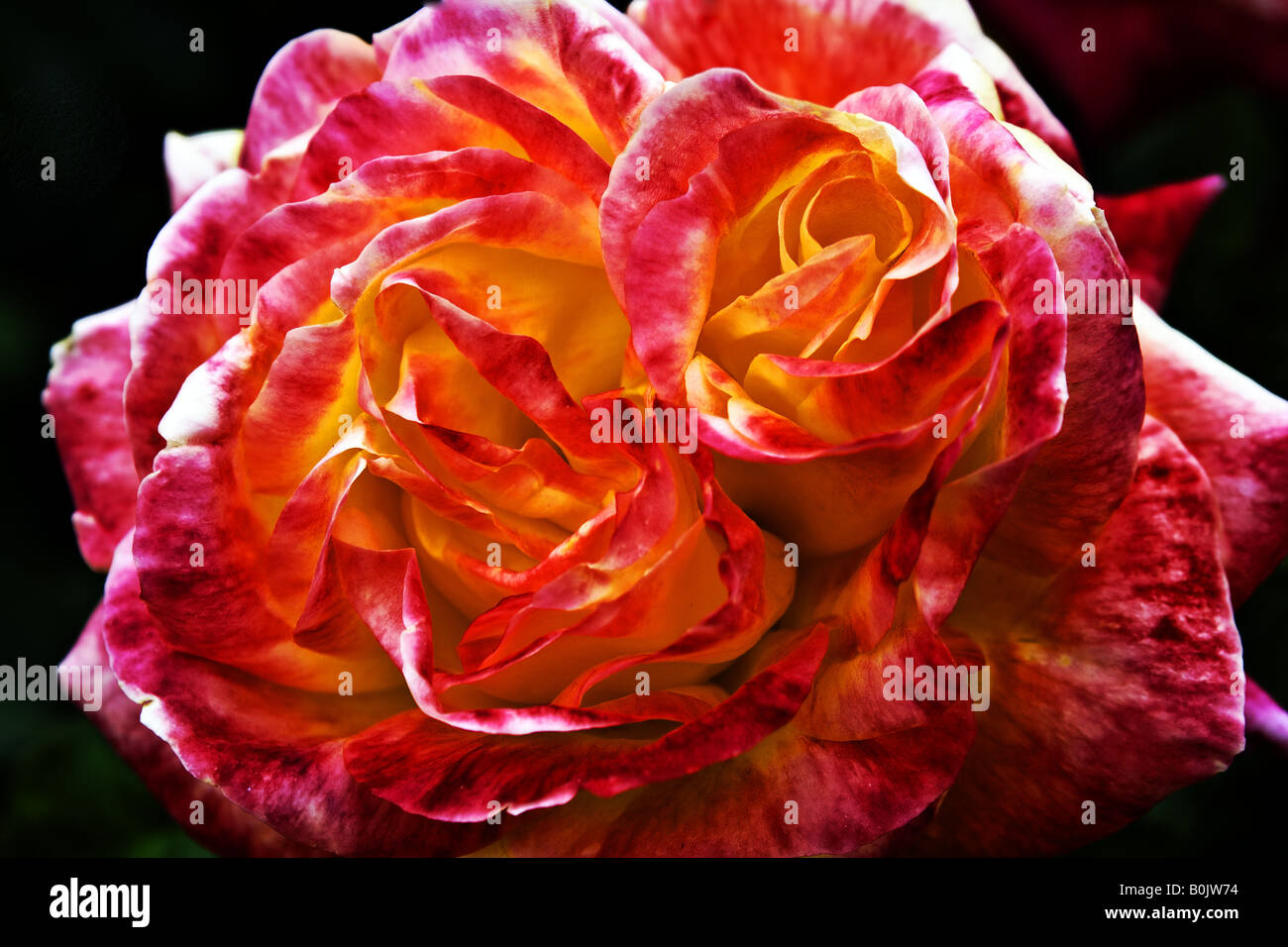 A huge double centered rose. Bright red and yellow petals with a tie ...
