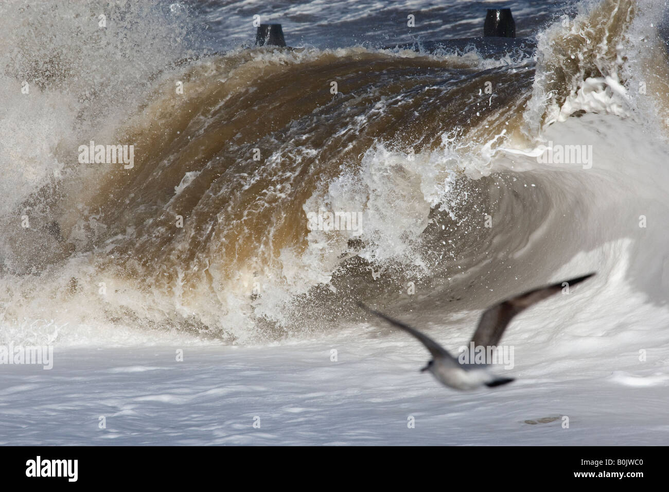 seagull flying under waves North Norfolk Stock Photo - Alamy