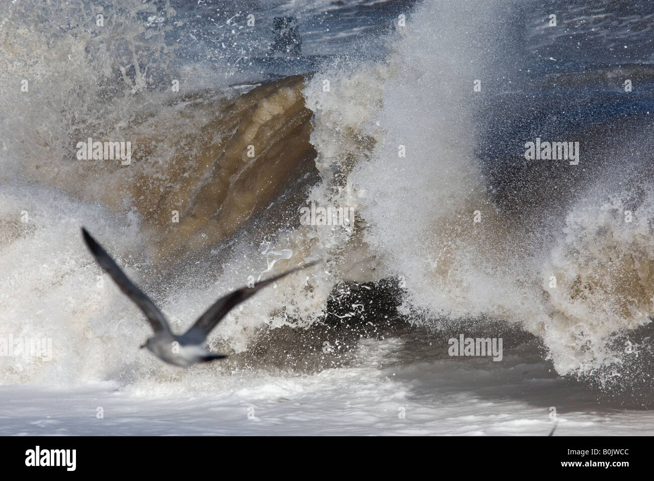 seagull in flight through the waves Stock Photo - Alamy