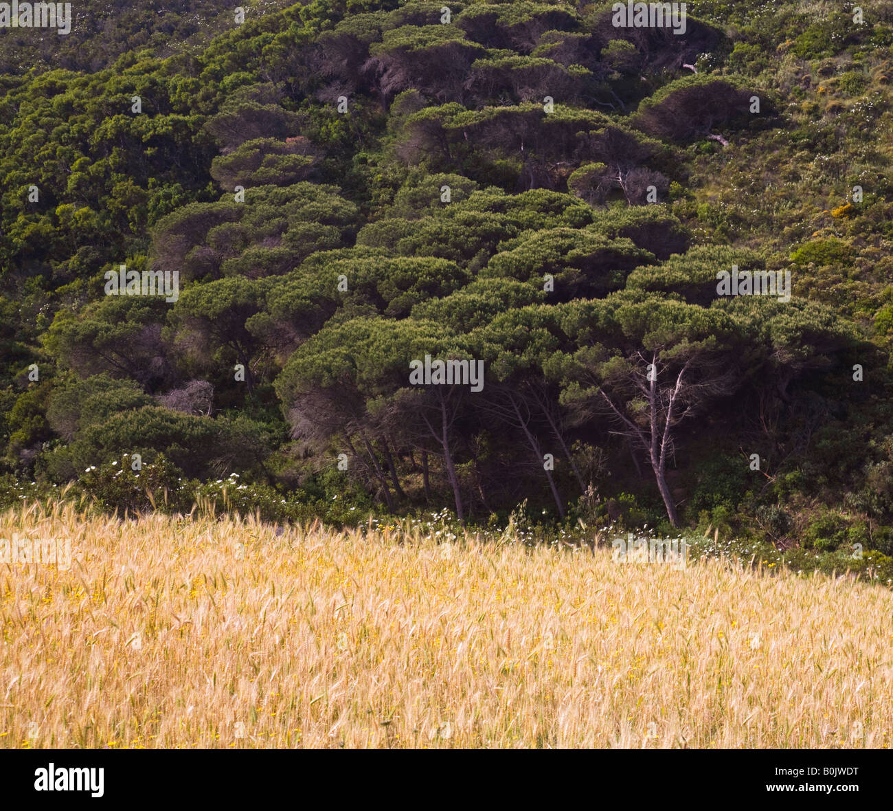 Pine trees growing in woodland,Algarve,Portugal,Europe Stock Photo - Alamy