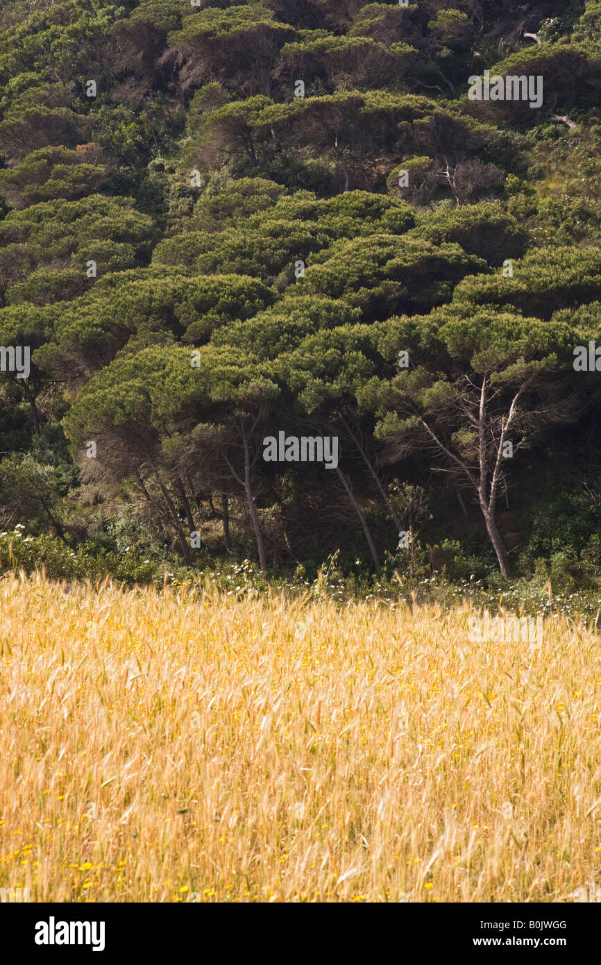 Line pine tree flower hi-res stock photography and images - Alamy