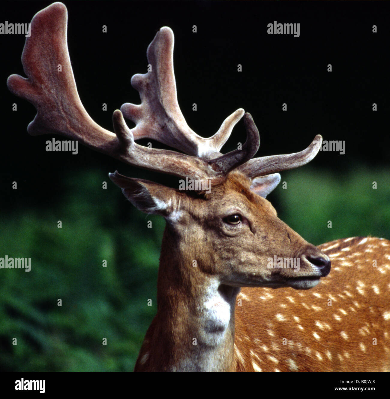 Deer up close hi-res stock photography and images - Alamy