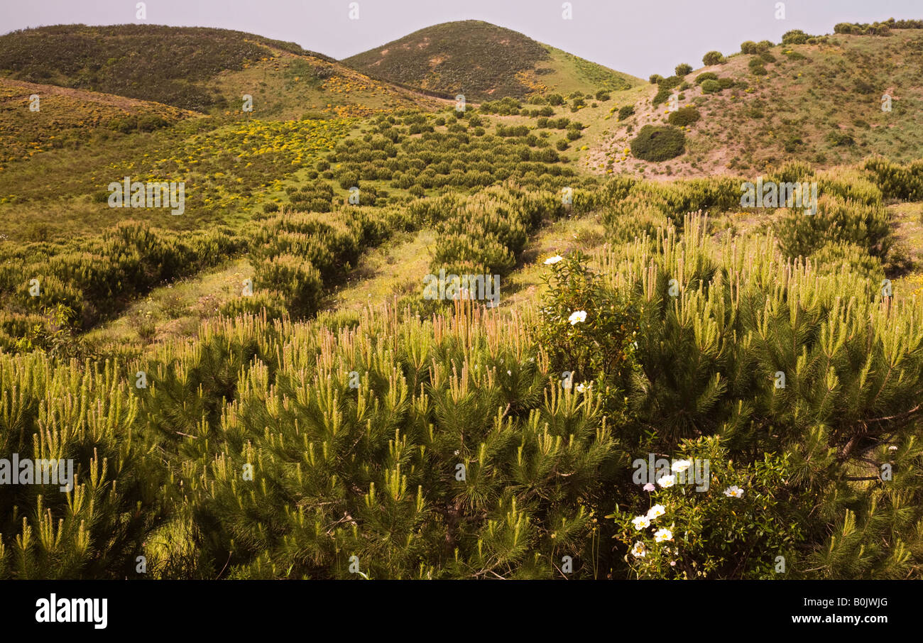 Line pine tree flower hi-res stock photography and images - Alamy