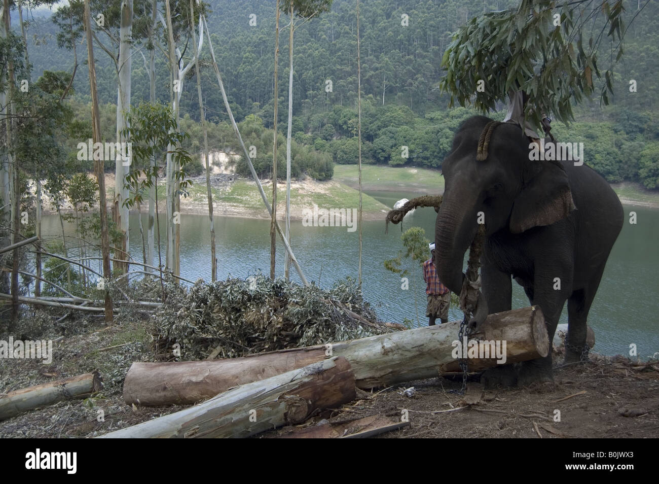 Elephant being used to load logs in the forest Stock Photo - Alamy