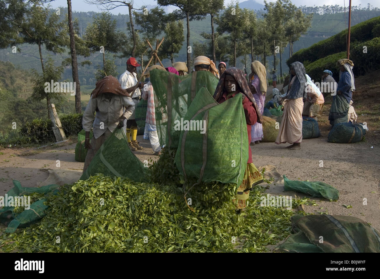 Workers piling up tea leaves for weighing at the end of the day. Munnar ...