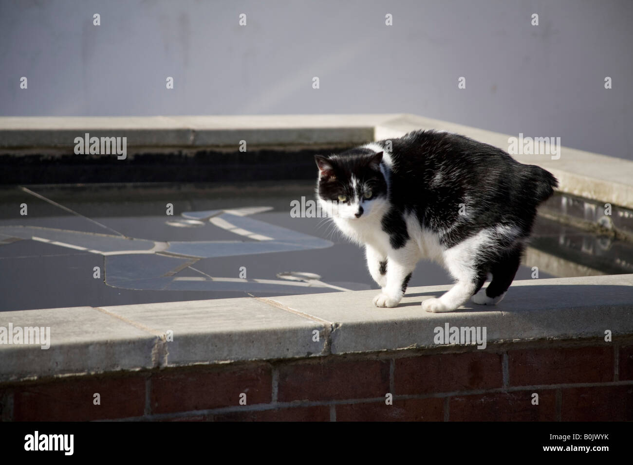 Black and white Manx cat (kayt Manninagh or stubbin in Manx Gaelic ...