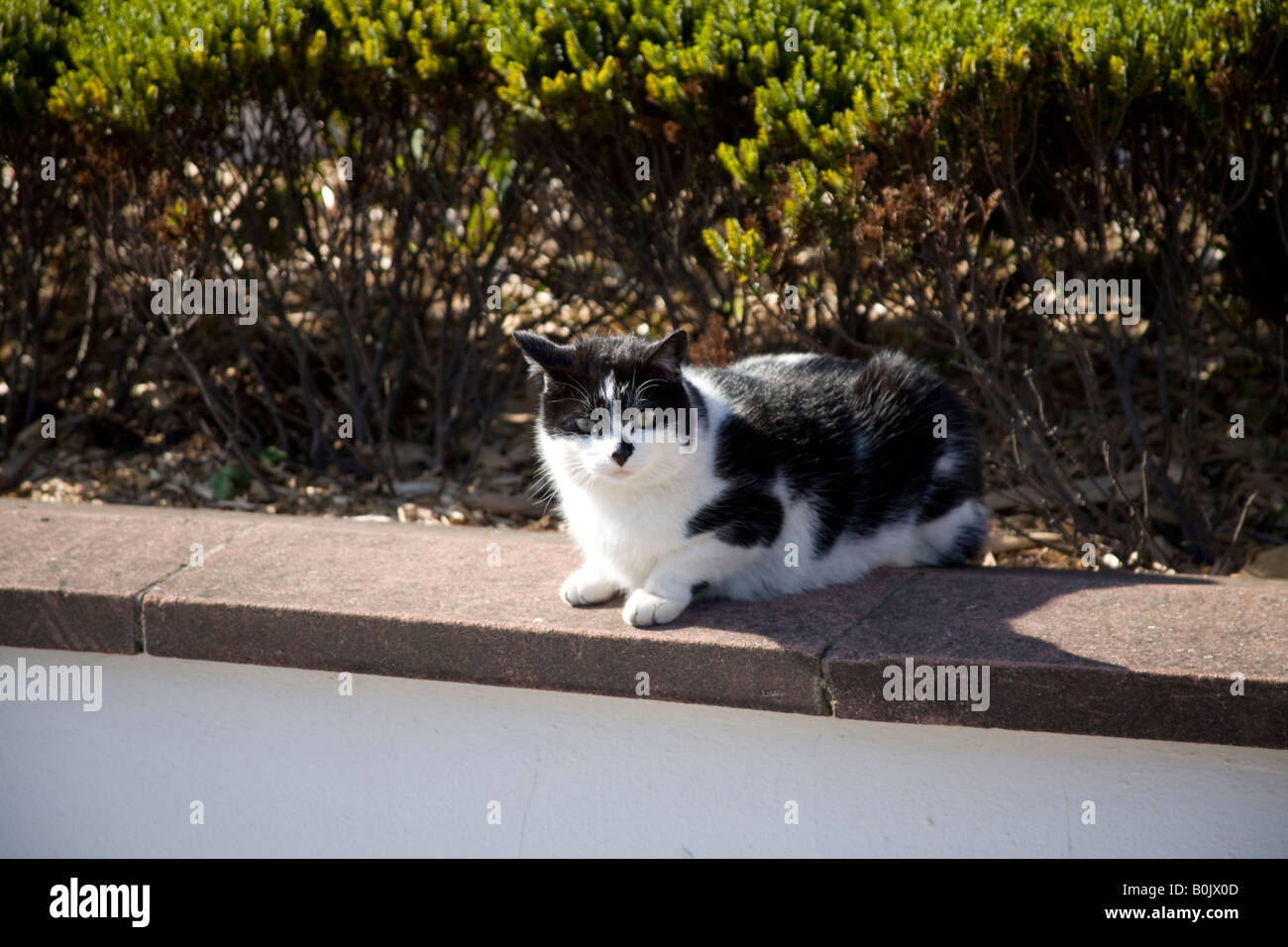 Black and white Manx cat (kayt Manninagh or stubbin in Manx Gaelic ...