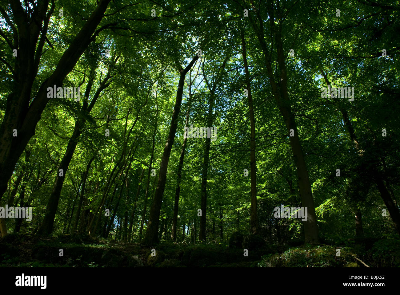 woods in springtime Stock Photo - Alamy