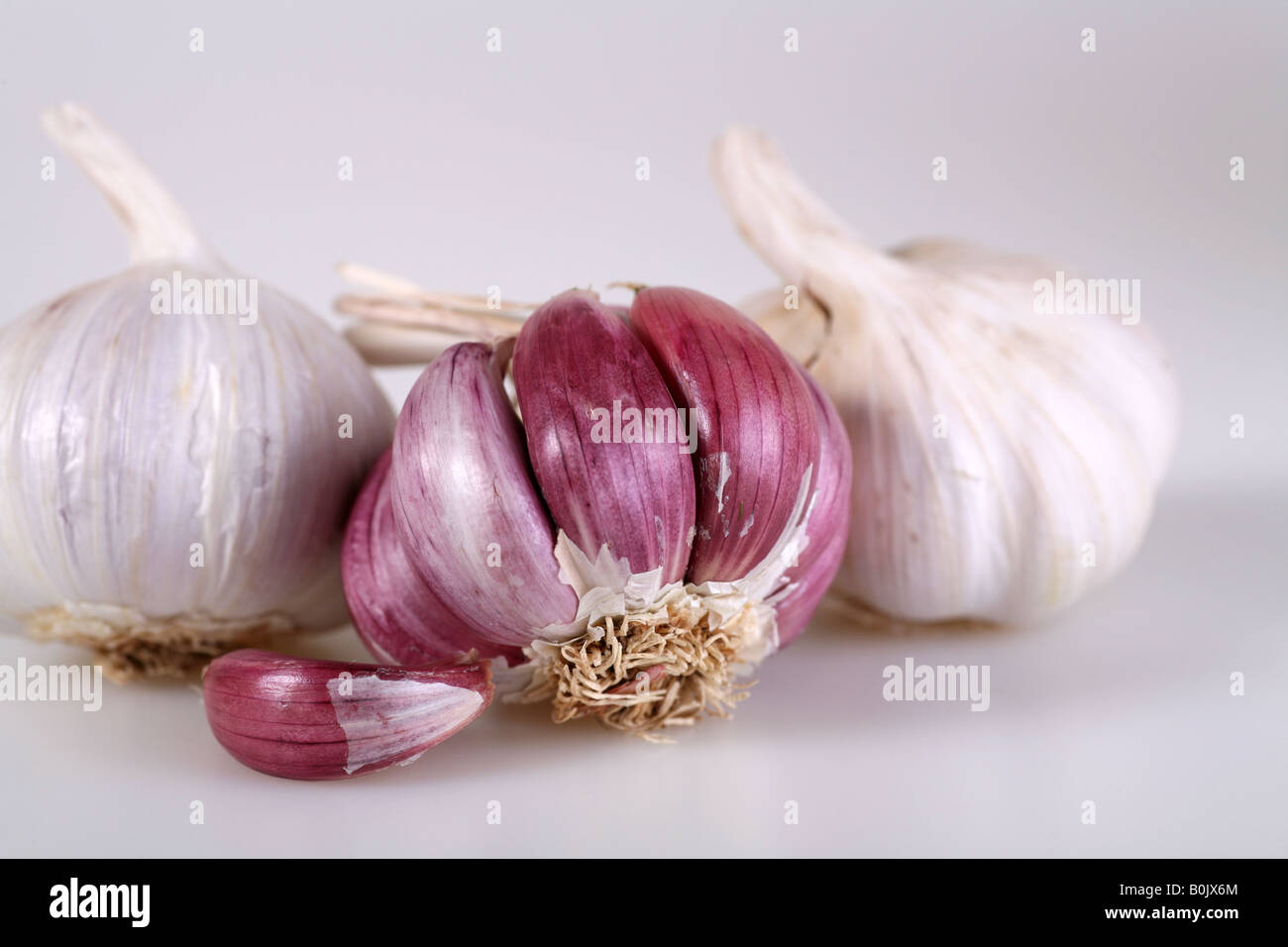 Allium sativum garlic bulbs hi-res stock photography and images - Alamy