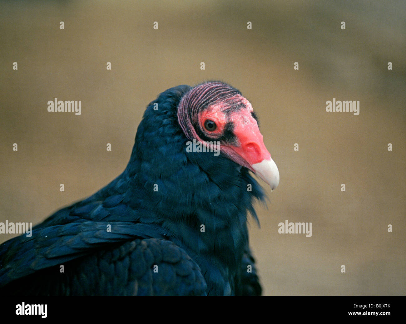 A view of the bald red head of a Turkey Vulture Cathartes aura in the ...