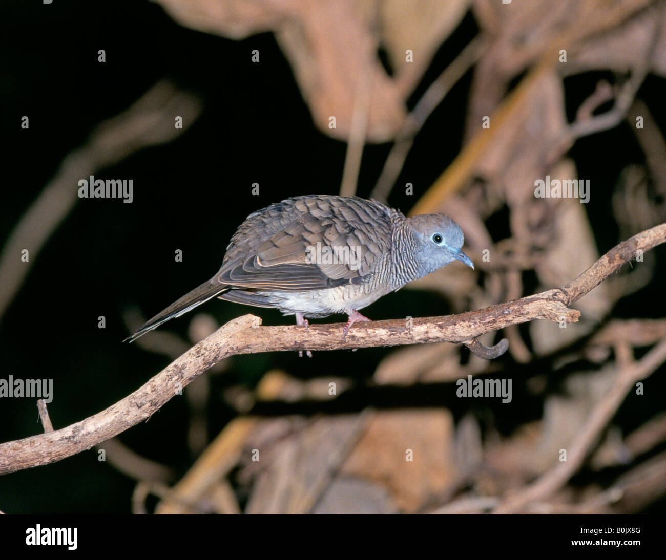 USA ARIZONA Portrait of an Inca Dove Columbina inca a common inhabitant ...