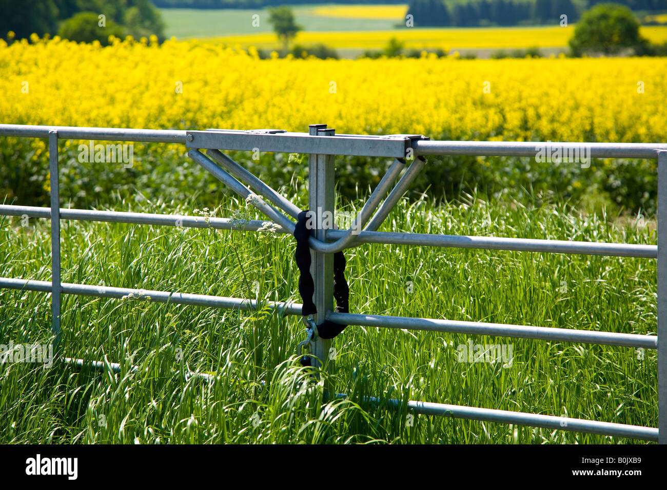 Locked wide galvanised farm gate in front of fields of yellow rapeseed ...