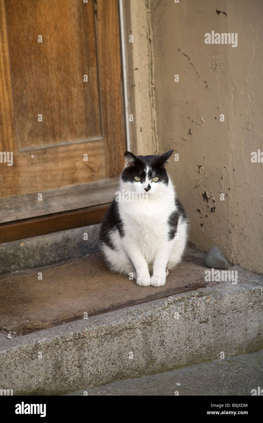 Black and white Manx cat (kayt Manninagh or stubbin in Manx Gaelic ...
