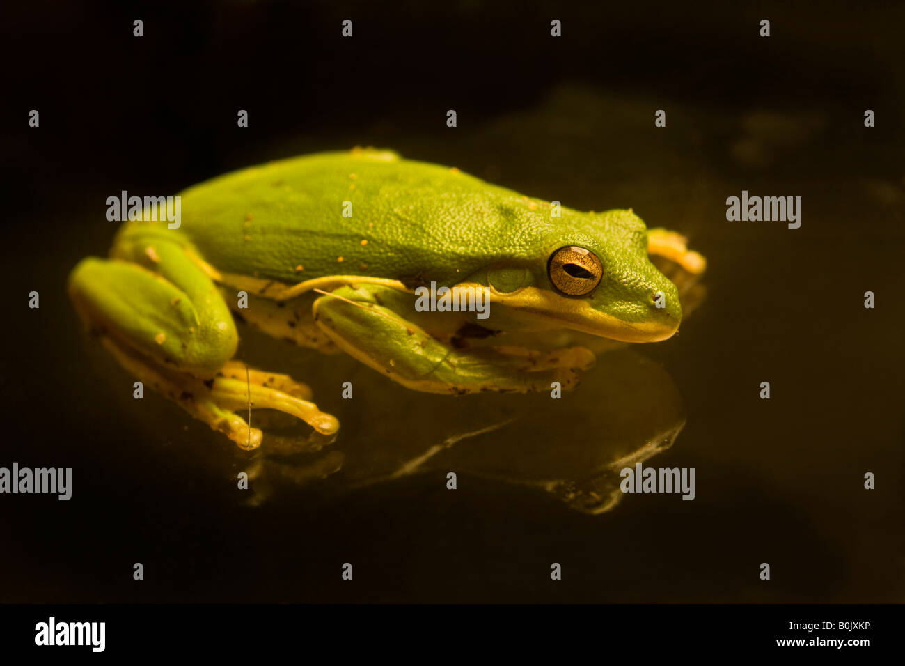 Common Green Tree Frog from side and front Stock Photo - Alamy