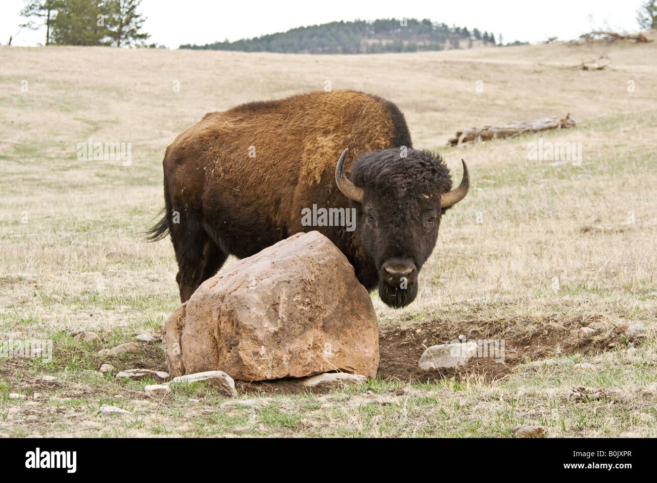 Buffalo Bison bison bull with shaggy forelock standing behind a large ...