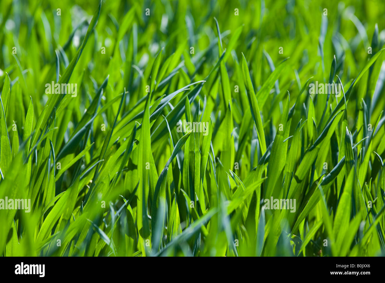 New blades of fresh green grass Stock Photo - Alamy