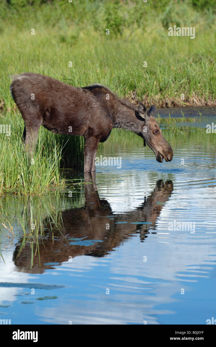 Young female Moose feeding at water edge in Grand Teton National Park ...