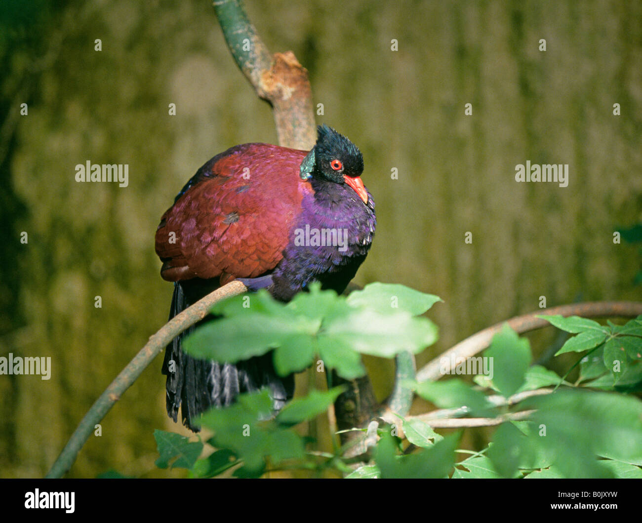 Portrait of a green naped pheasant pigeon Otidiphaps nobilis from a ...