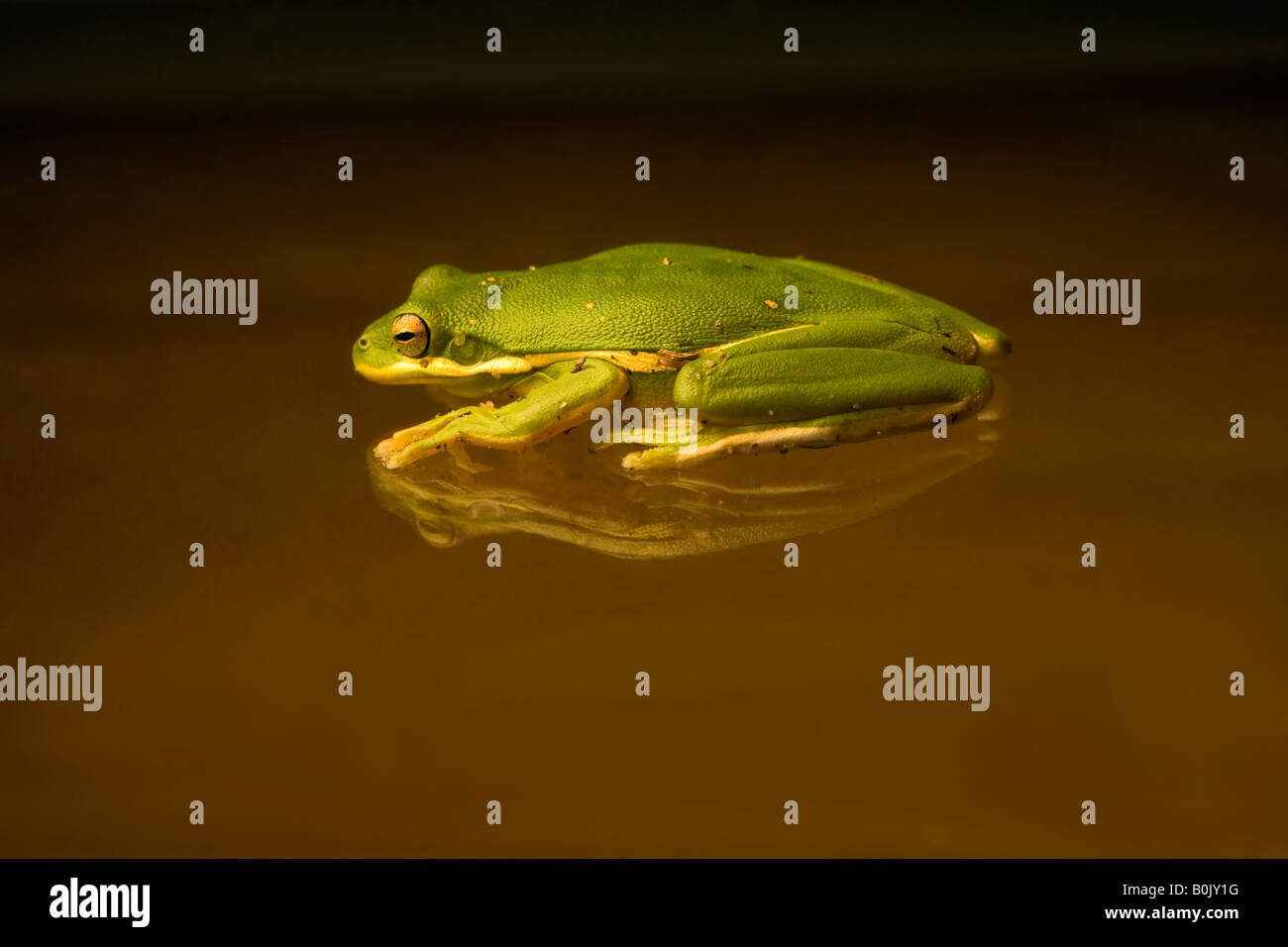 Common Green Tree Frog from side Stock Photo - Alamy