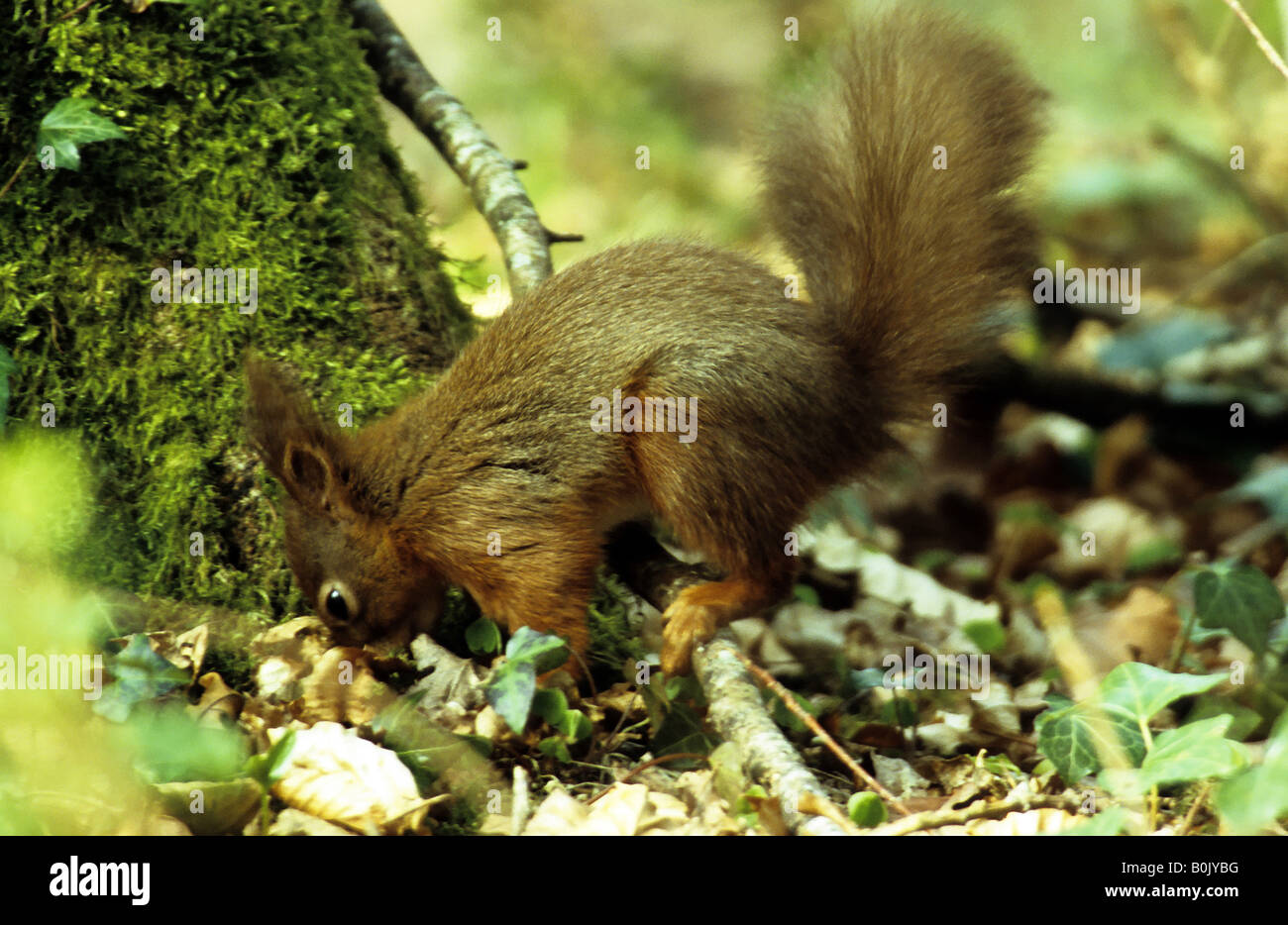 Squirrels of ireland hi-res stock photography and images - Alamy