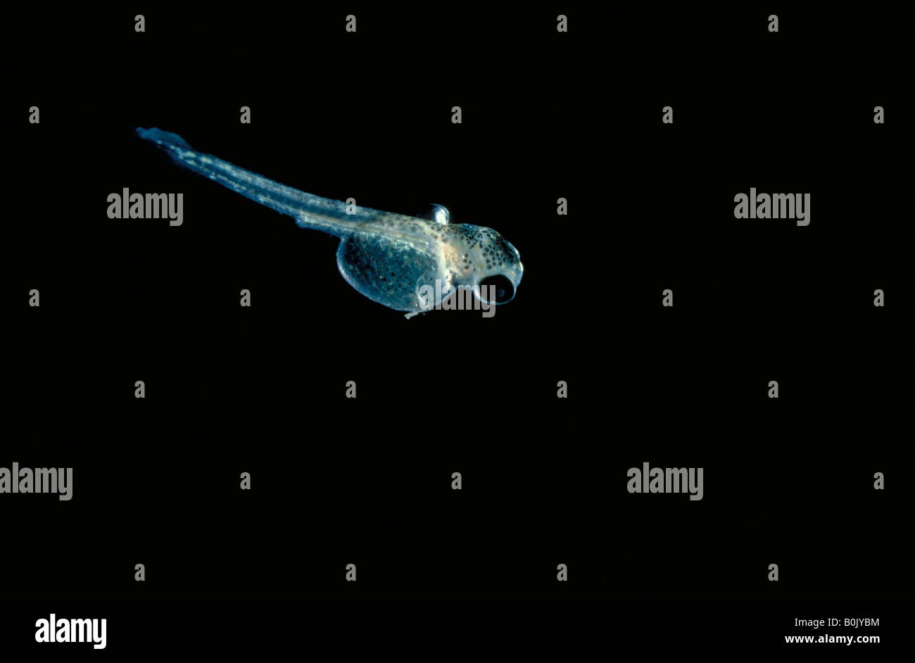 Three Spined Stickleback (Gasterosteus aculeatus). Newly hatched fry ...